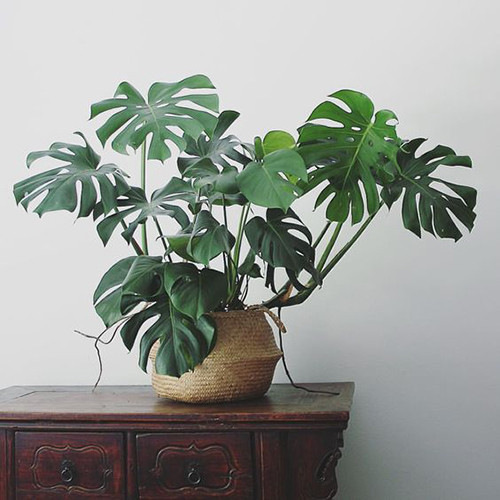 Monstera invasion! – una Effe qualunque