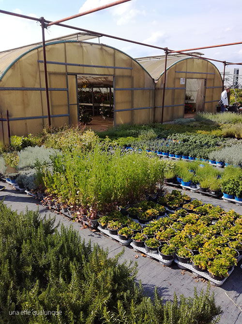 Il vivaio delle meraviglie – una Effe qualunque